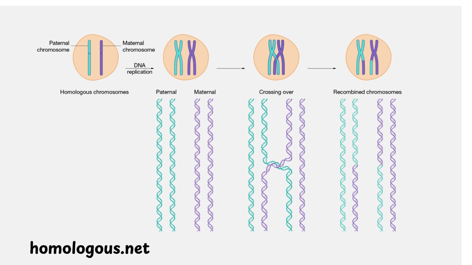 Homologous Chromosomes: Meaning, Functions, and Importance - Homologous