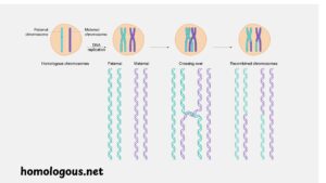 Homologous Chromosomes: Meaning, Functions, and Importance - Homologous
