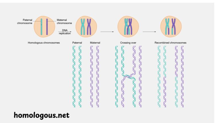 Homologous Chromosomes: Meaning, Functions, and Importance - Homologous